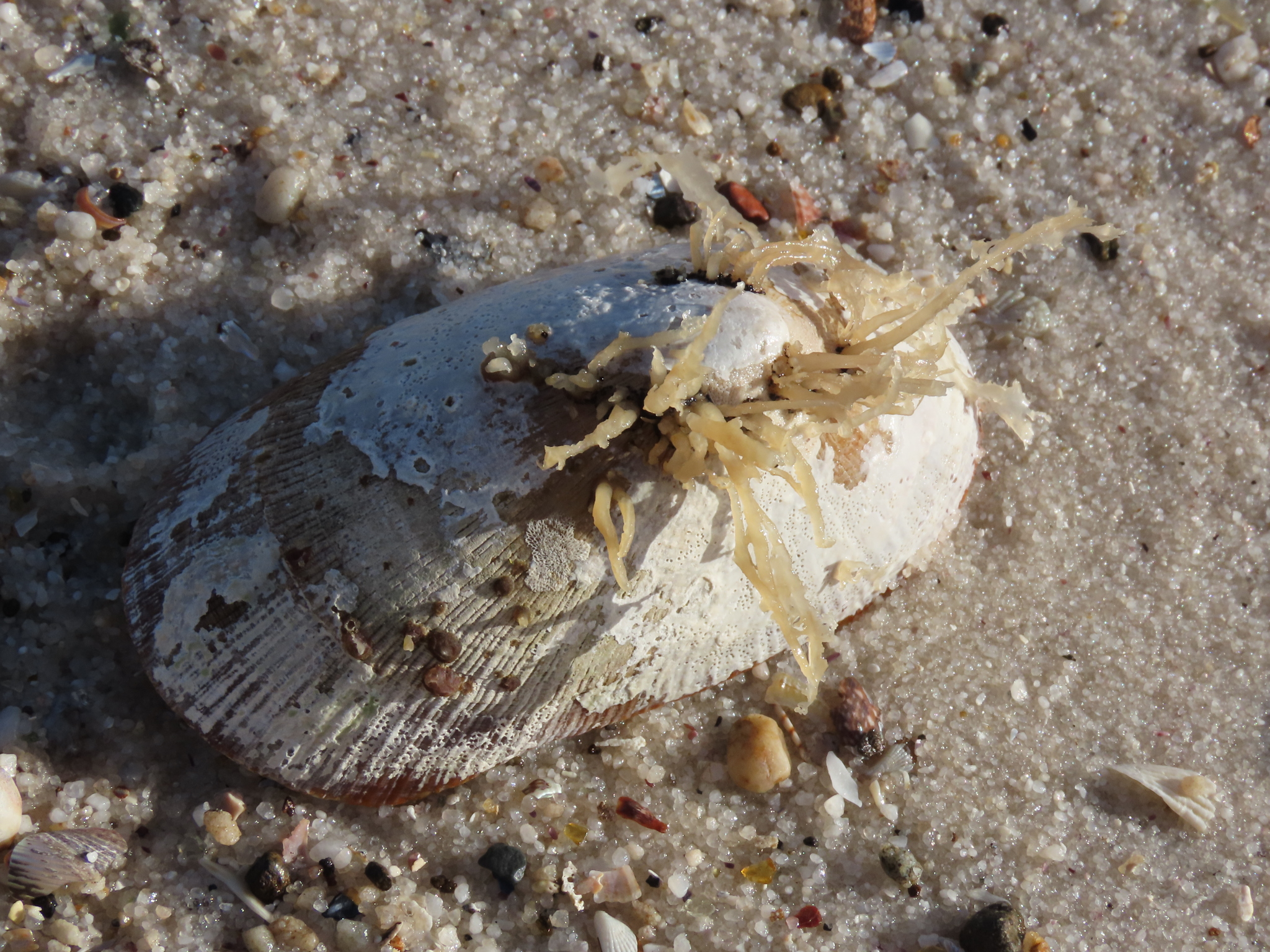 Cymbula compressa (Linnaeus, 1758)