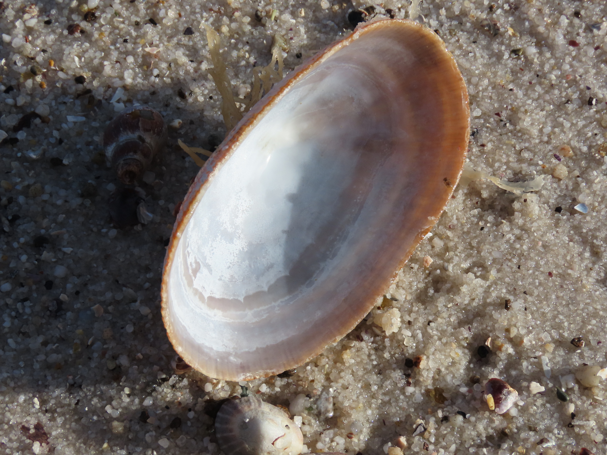 Cymbula compressa (Linnaeus, 1758)