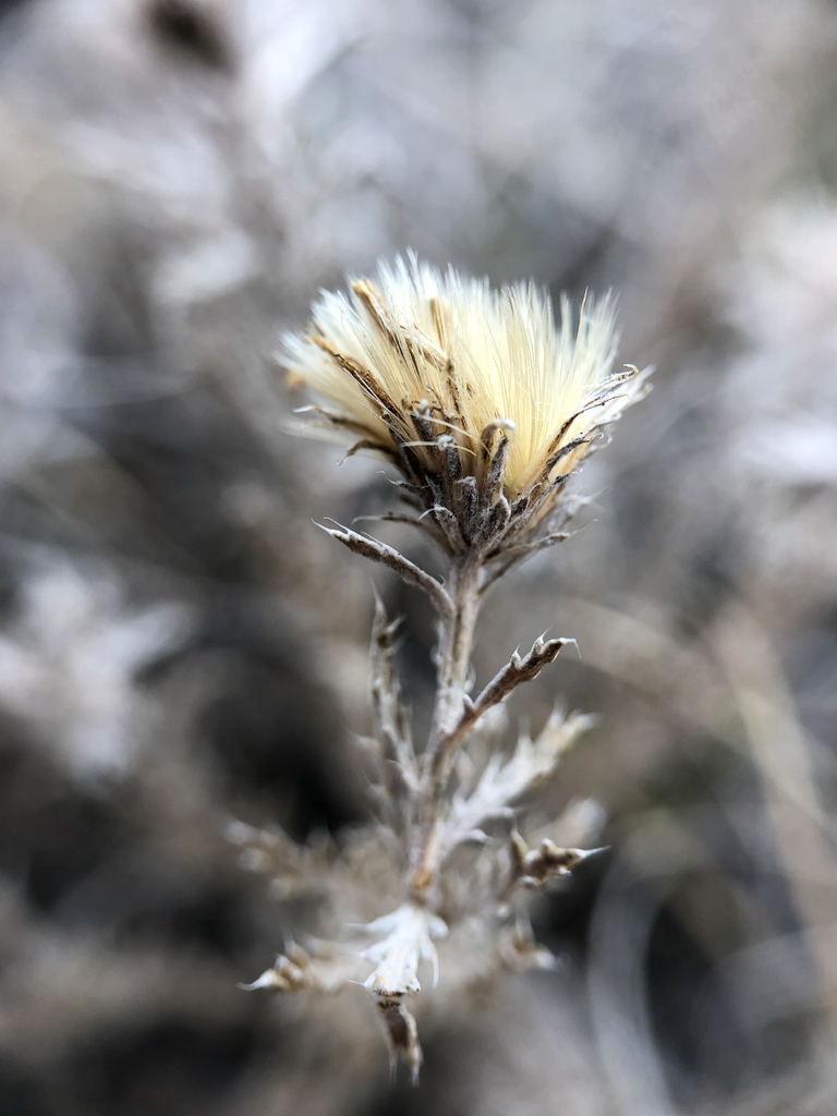 Spiny Goldenweed in April 2022 by Jason Headley · iNaturalist
