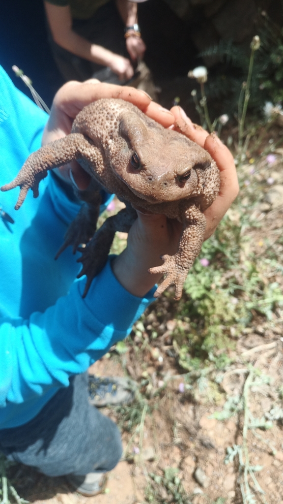 Caucasian Toad from Adrasan Mahallesi 241 Sk. No:16, Adrasan, 07350 ...