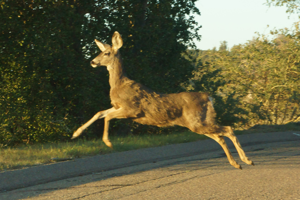 Southern Mule Deer (Odocoileus hemionus fuliginatus) - Know Your Mammals