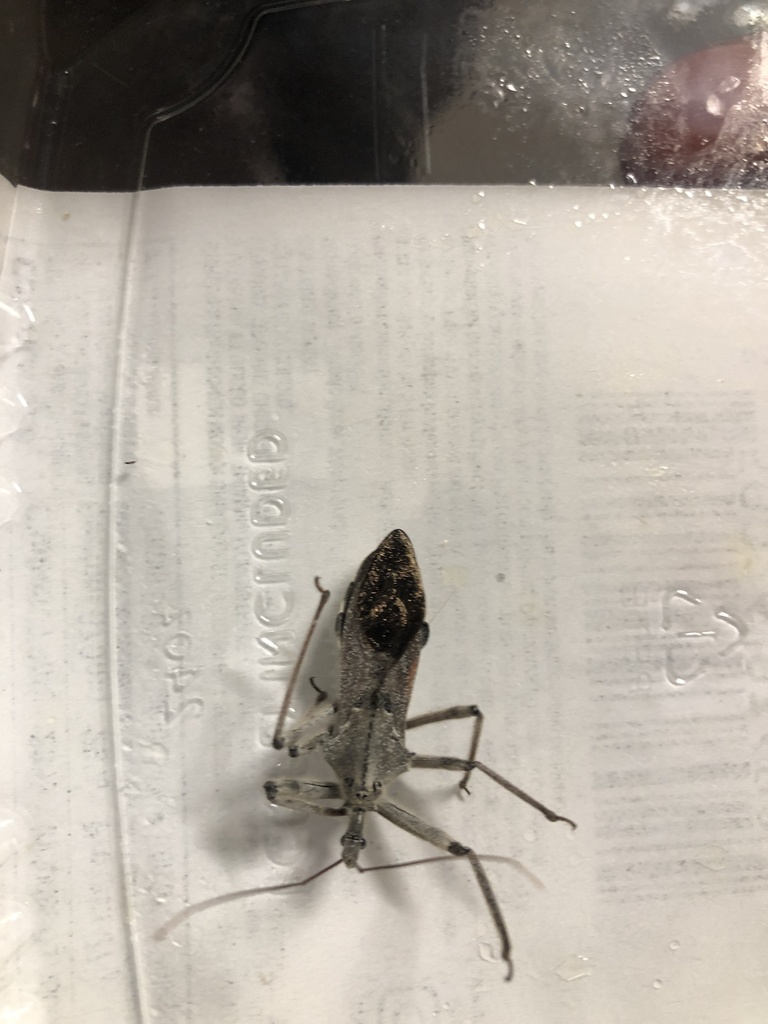 North American Wheel Bug from Intervale Rd, Burlington, VT, US on May 4 ...