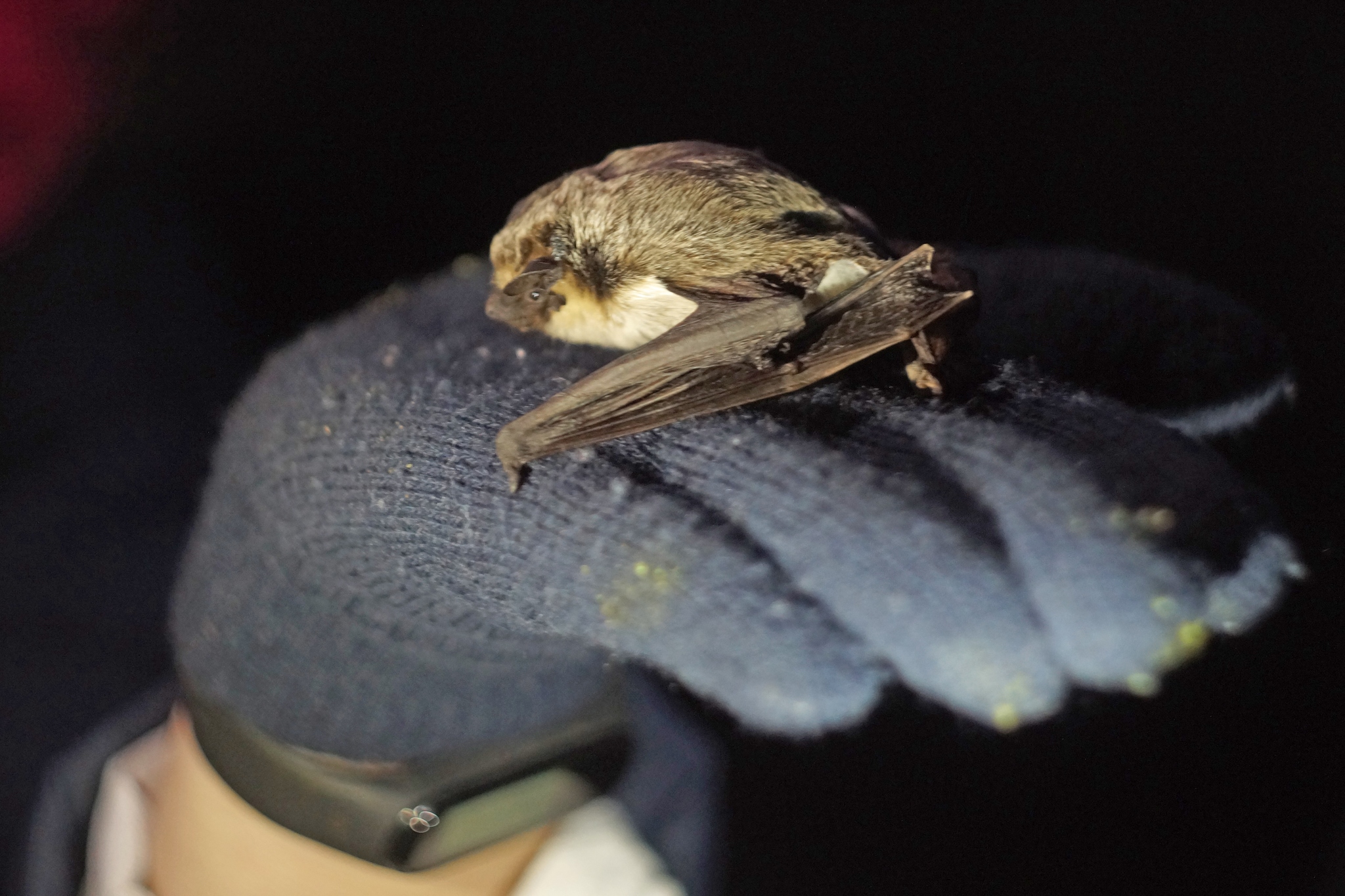 Vespertilio murinus Linnaeus, 1758