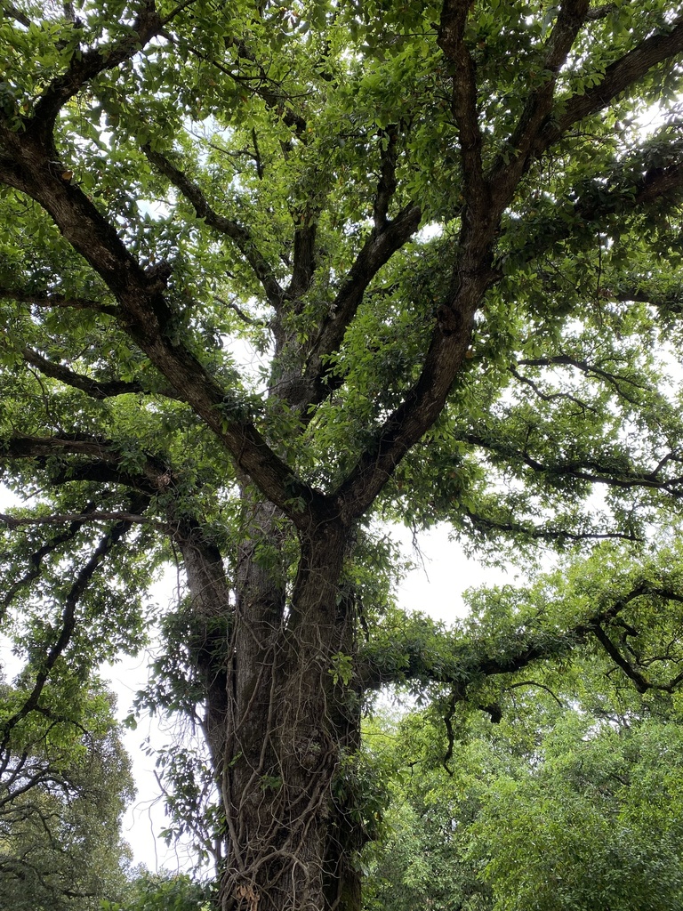 Mirbeck's oak (Quercus canariensis) - Botanical Realm