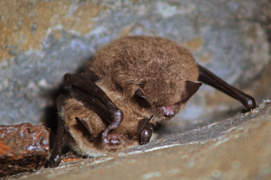 Mouse-eared Bats in April 2022 by stepdi · iNaturalist