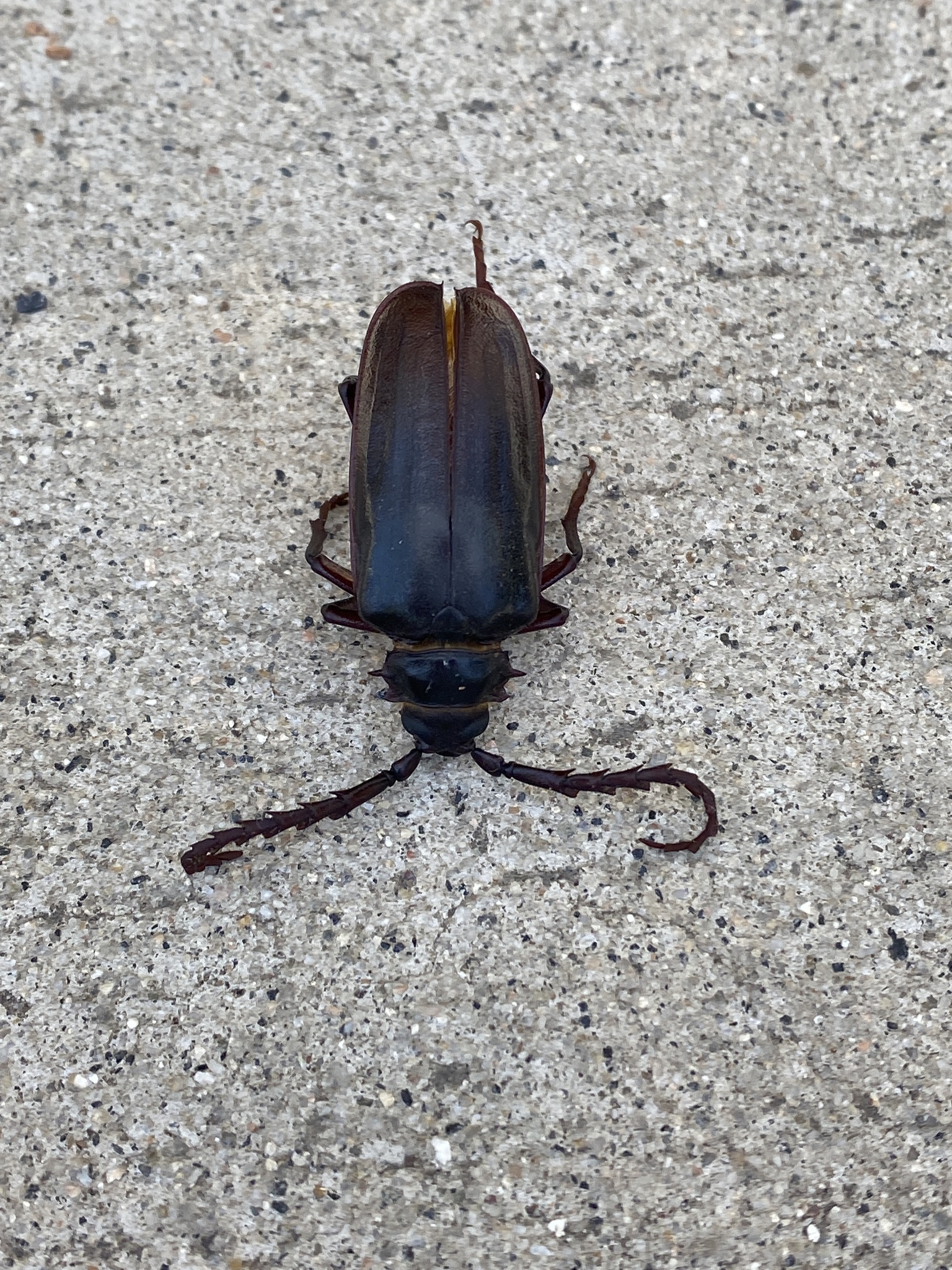 Prionus californicus Motschulsky, 1845