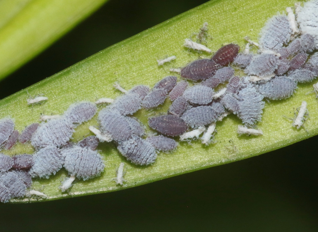 Podocarpus Aphid from Pembroke Parish, Bermuda on April 5, 2022 at 12: ...
