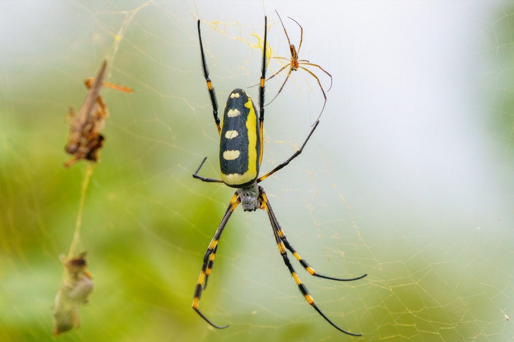 banded-legged golden orb-web spider from Chikwawa, Malawi on May 3 ...