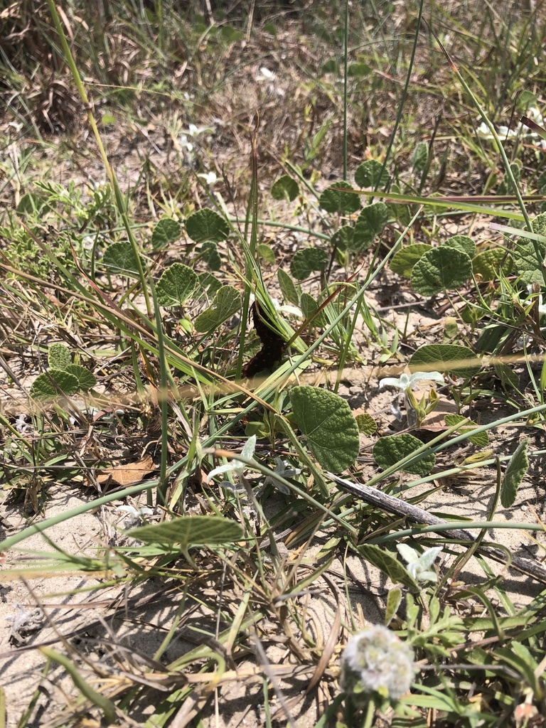American snoutbean (Rhynchosia americana) - Botanical Realm