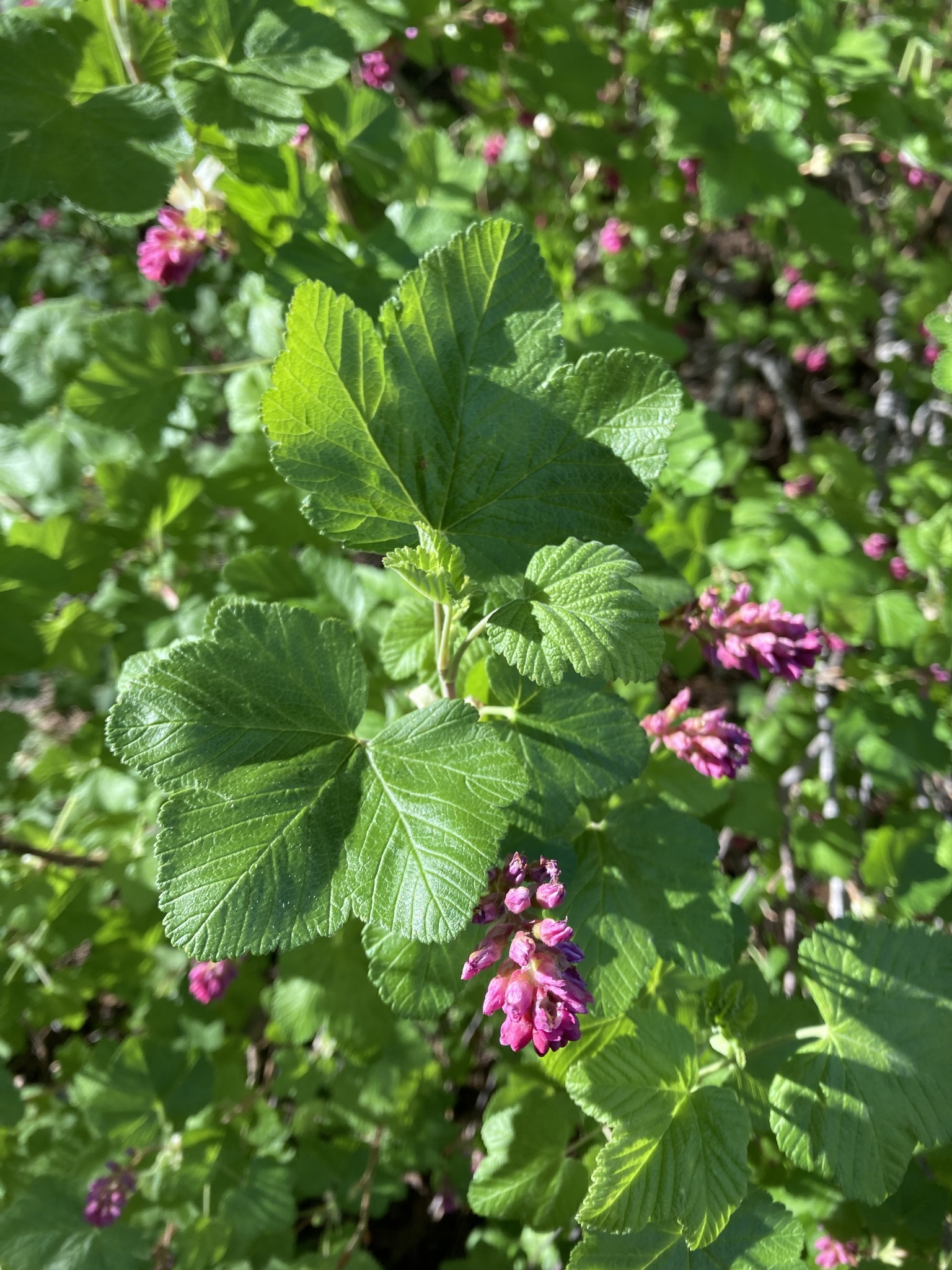 Ribes nevadense Kellogg