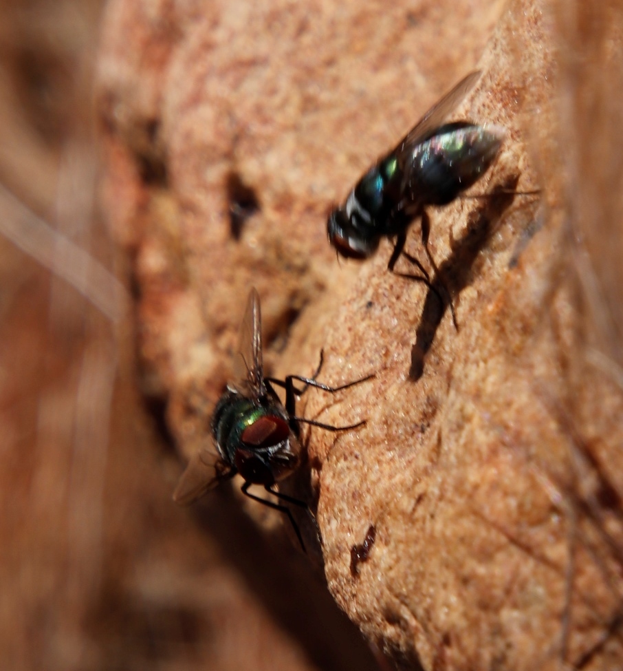 Chrysomya chloropyga (Wiedemann, 1818)