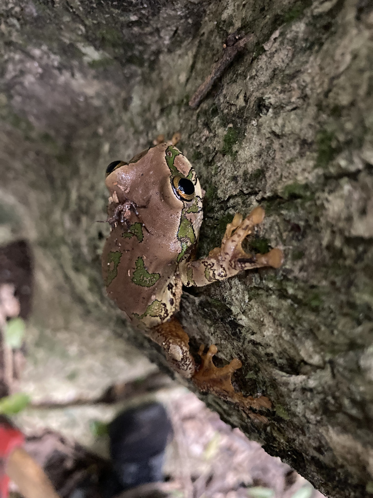 Natal Forest Tree Frog from Transkei District, South Africa on January ...