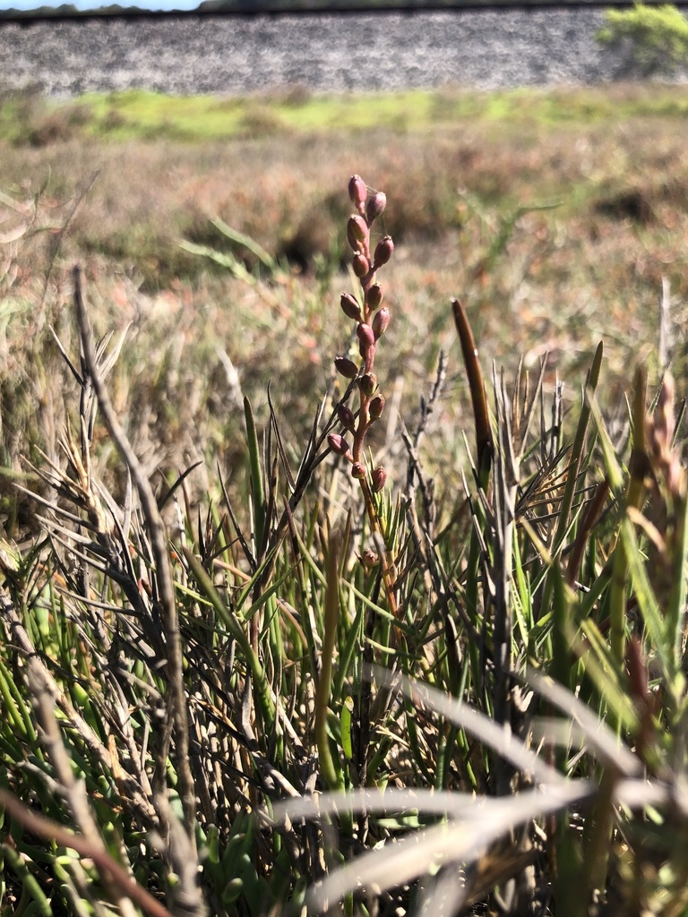 common arrowgrass from Moss Landing, CA, US on May 4, 2022 at 10:09 AM ...