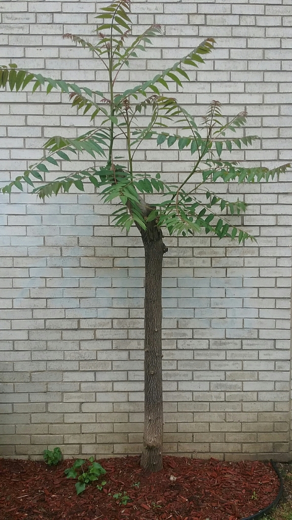 ailanthuses from Cook County, US-IL, US on June 10, 2018 at 12:43 PM by ...