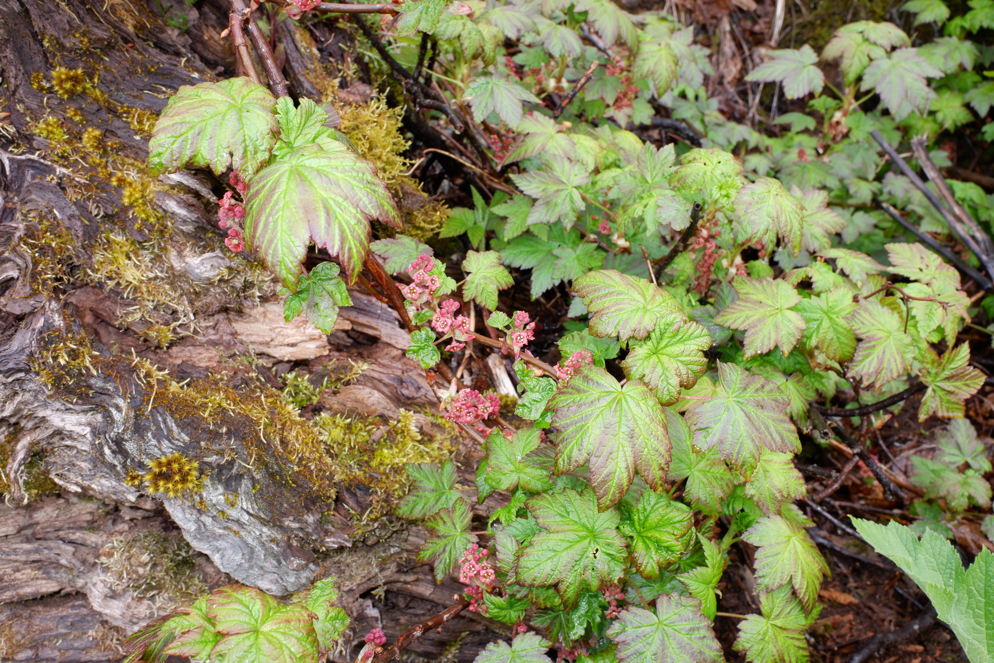 Ribes laxiflorum Pursh