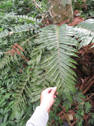 Aglaomorpha coronans · iNaturalist