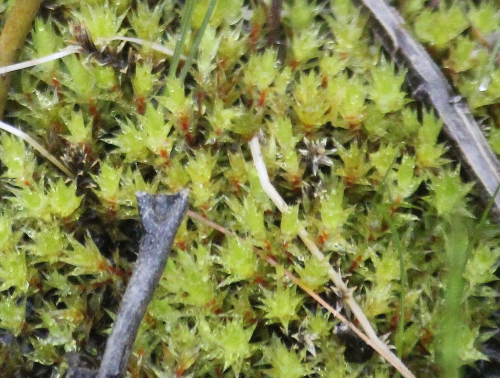 Long-leaved Thread Moss from Dudley, UK on 01 May, 2022 at 07:25 AM by ...