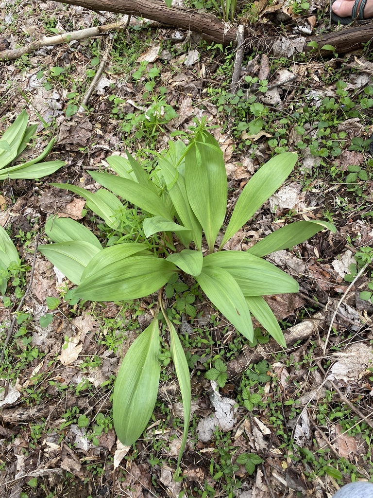 wild leek in May 2022 by Allison Hess · iNaturalist