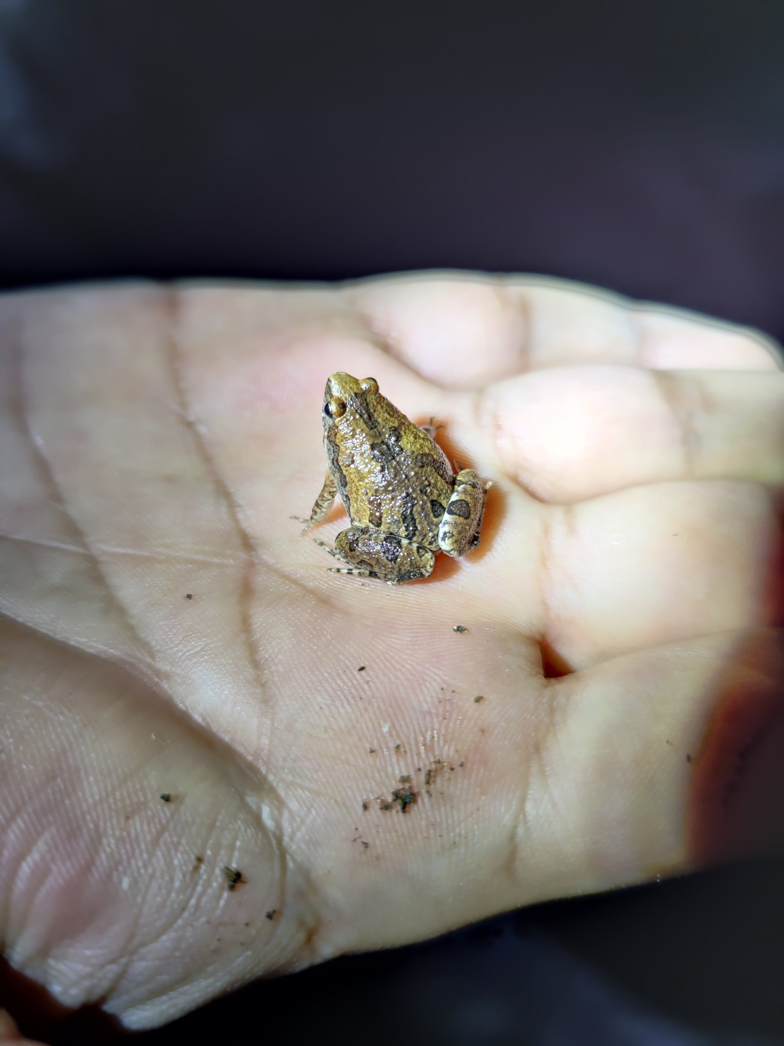 Microhyla ornata (Duméril & Bibron, 1841)