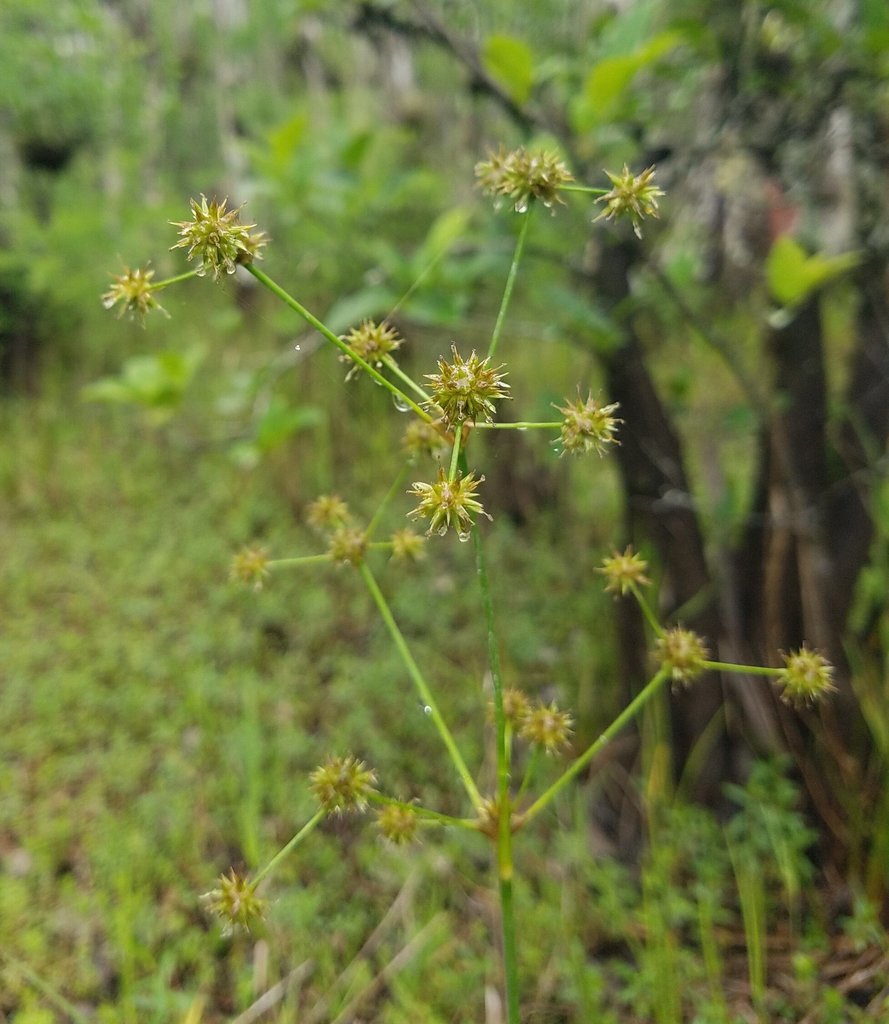 Swamp Rush from Monroe County, FL, USA on April 29, 2022 at 10:09 AM by ...