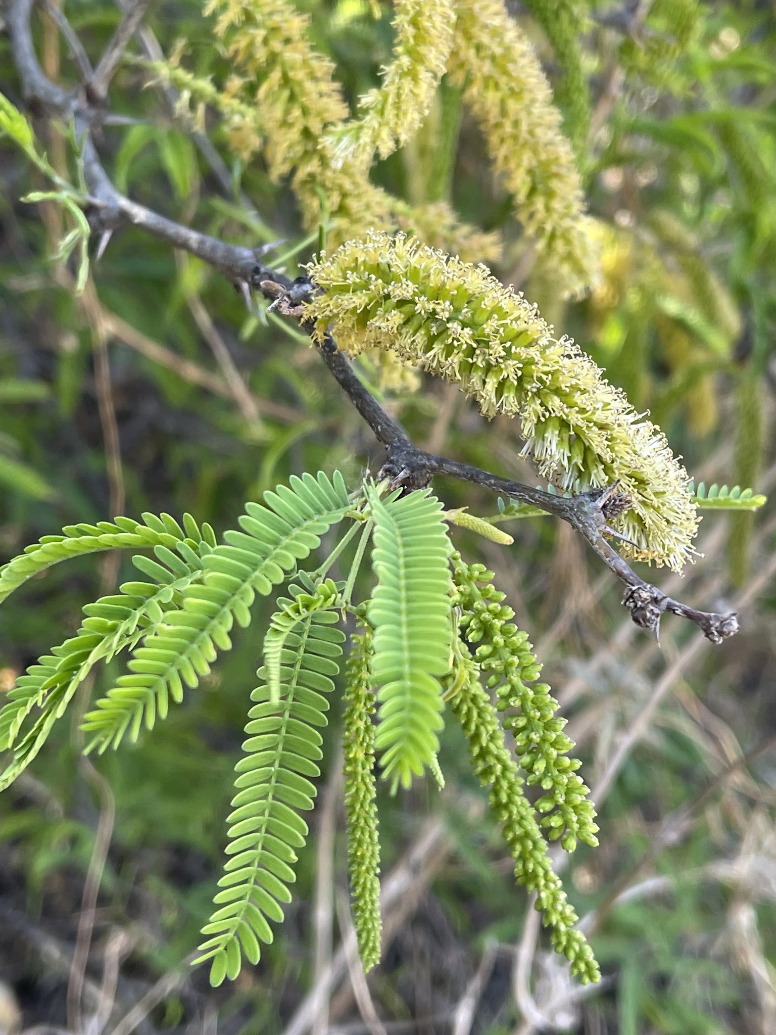 Prosopis laevigata (Humb. & Bonpl. ex Willd.) M.C.Johnst.