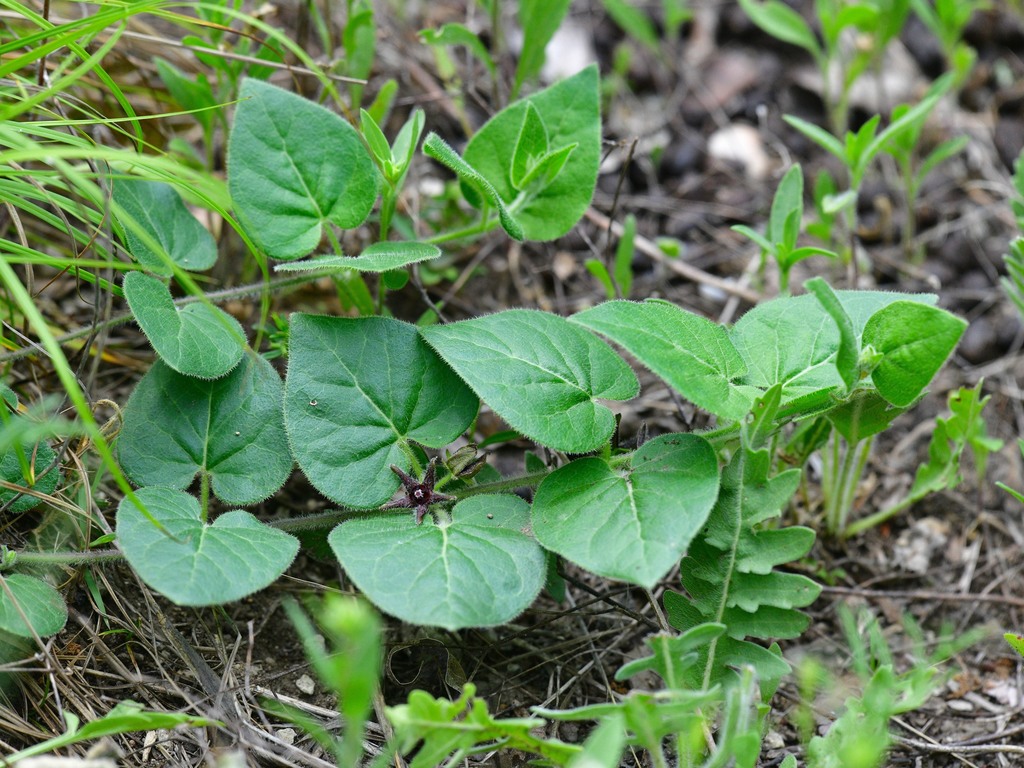 Star Milkvine from Williamson County, TX, USA on April 30, 2022 at 01: ...