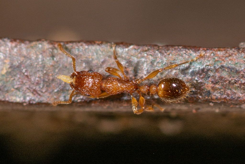 Bicolored Pennant Ant in May 2022 by Tracey Fandre · iNaturalist