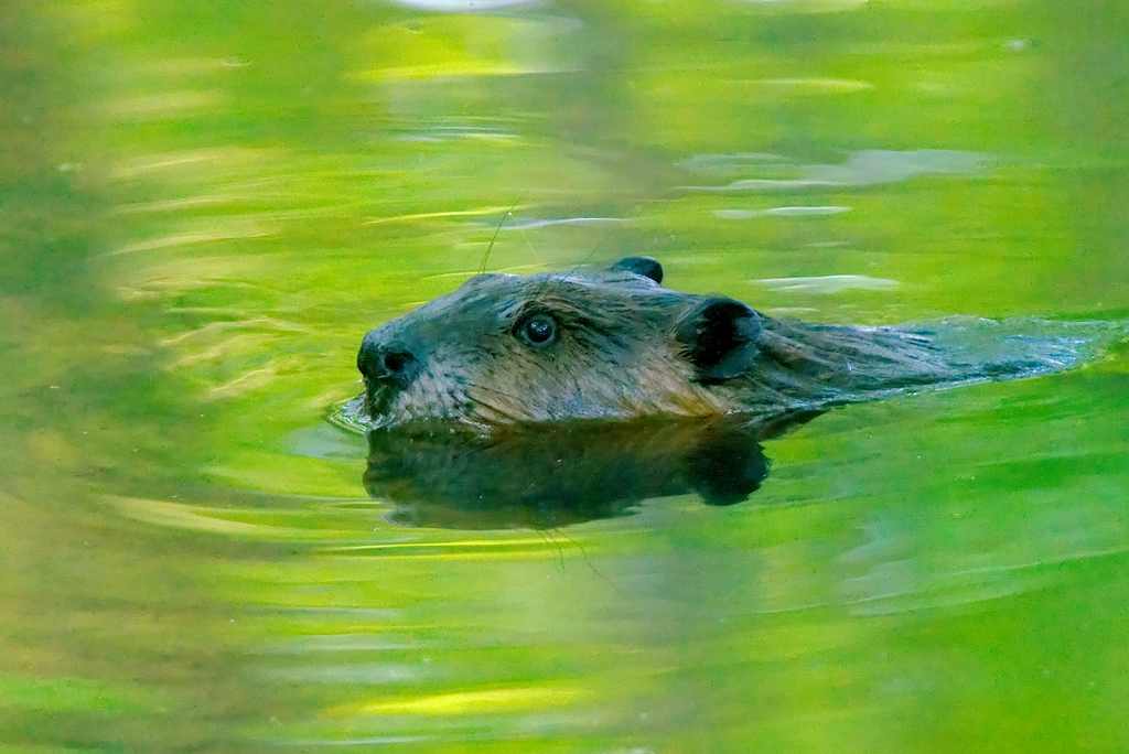 American Beaver from York County, VA, USA on April 30, 2022 at 06:11 AM ...