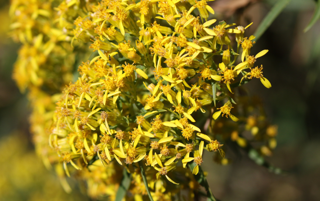 Willow Ragwort from 70861 San Mateo Río Hondo, Oaxaca, Mexico on March 14, 2022 at 08:41 AM by ...