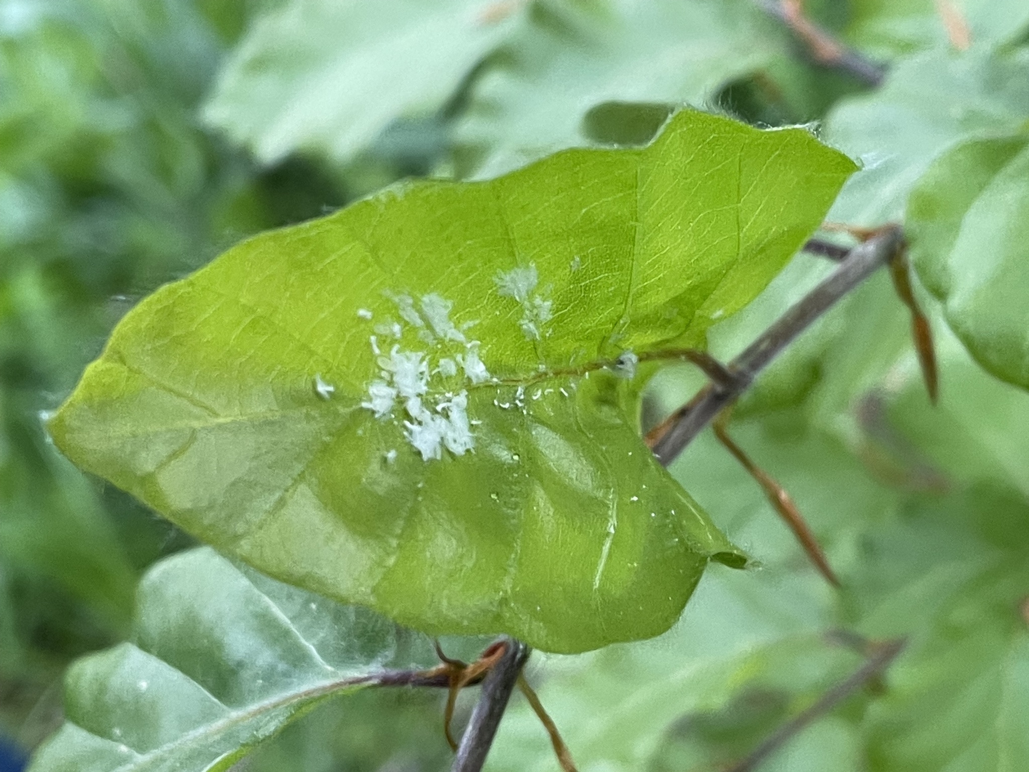 Phyllaphis fagi (Linnaeus, 1761)
