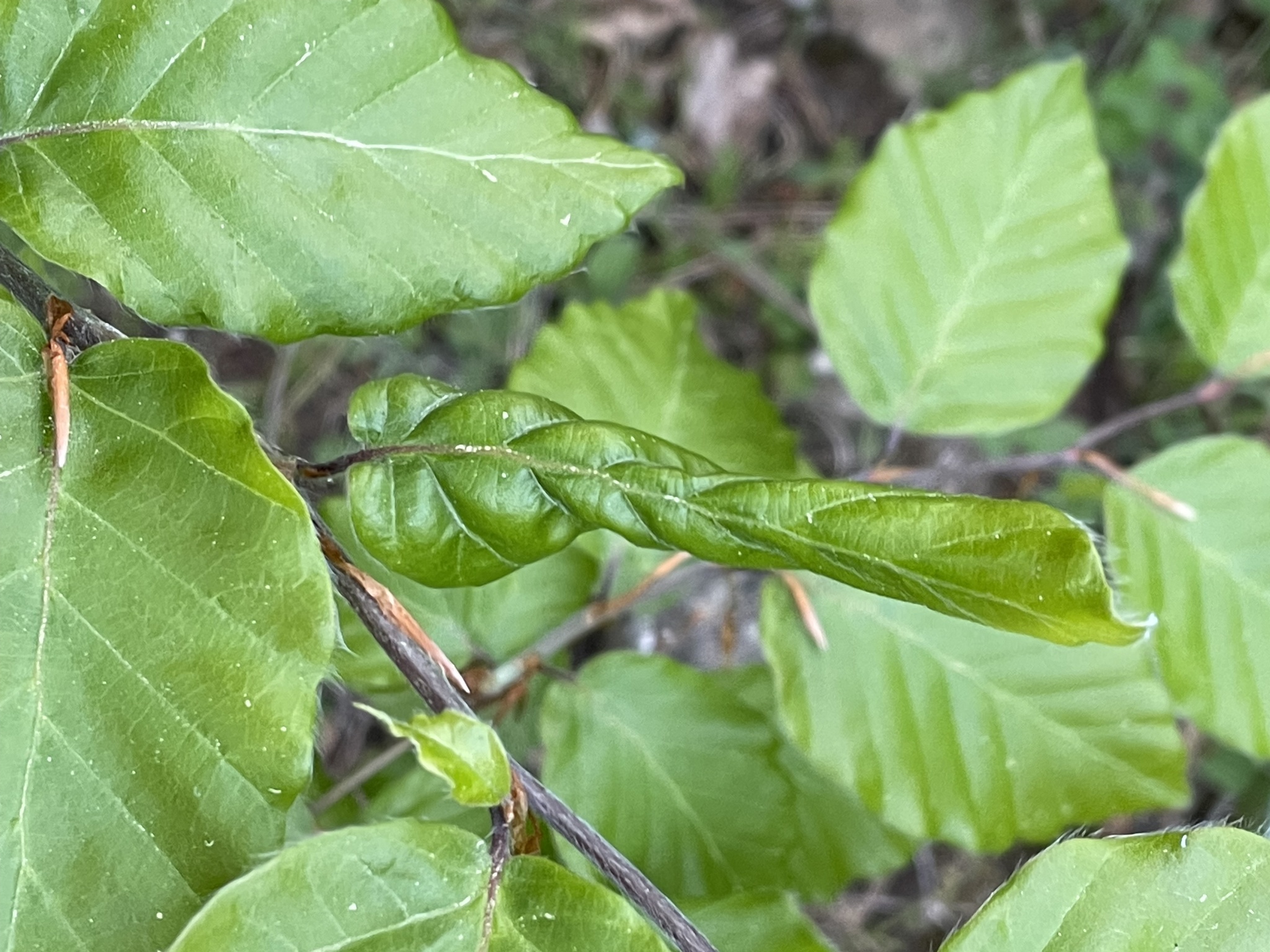 Phyllaphis fagi (Linnaeus, 1761)
