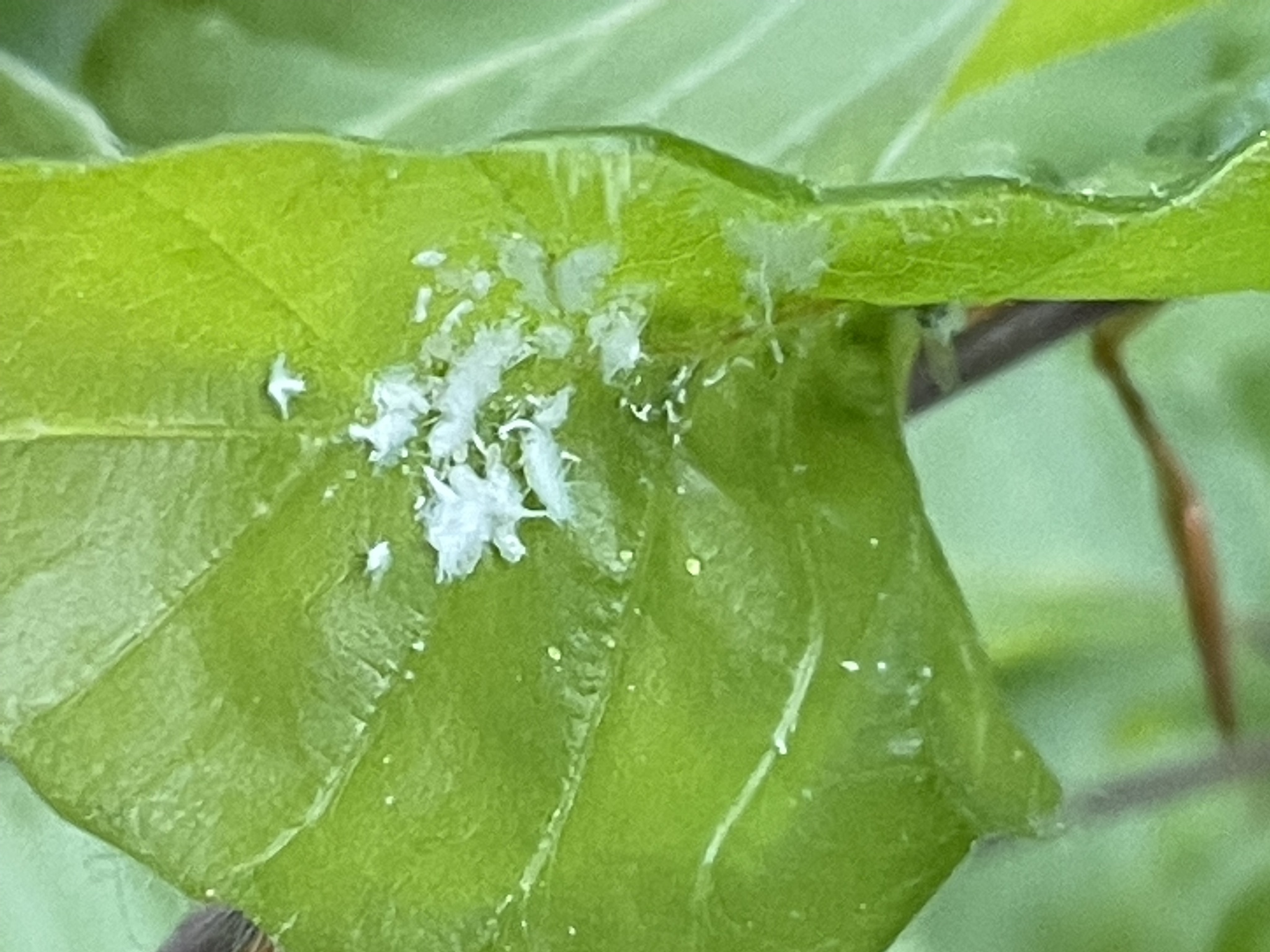 Phyllaphis fagi (Linnaeus, 1761)