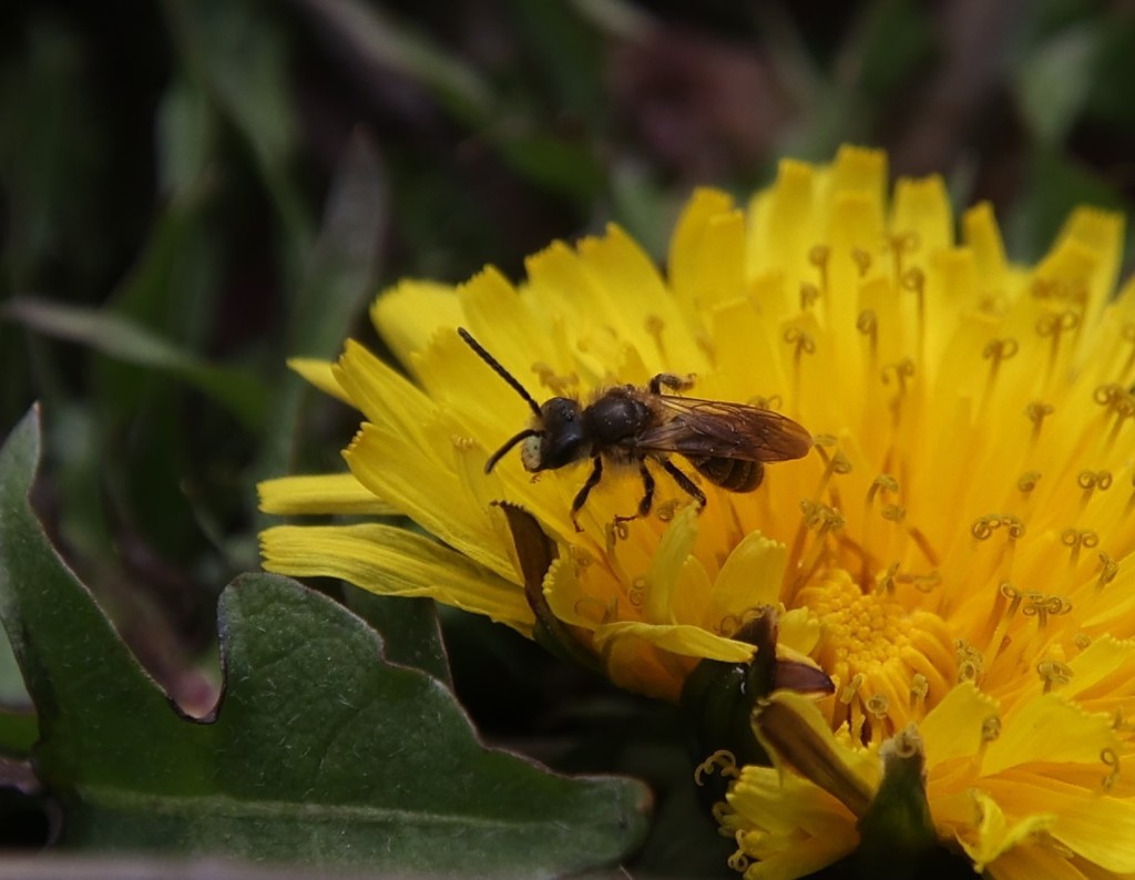 Miserable Mining Bee from Rockford, IL, USA on May 04, 2022 at 03:28 PM ...