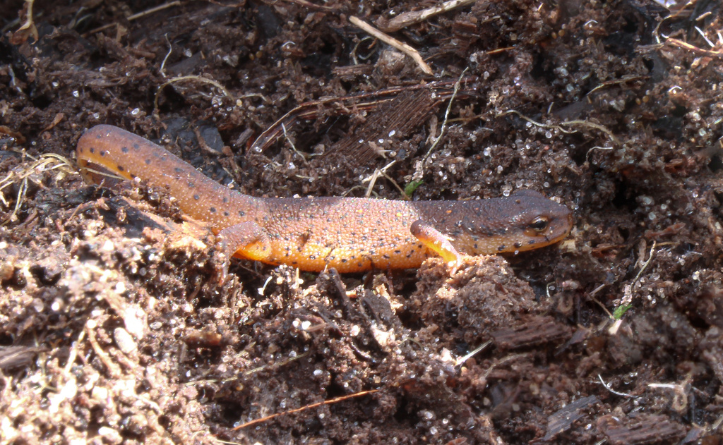 Eastern Newt from Boscobel, WI, US on May 04, 2022 at 02:04 PM by ...