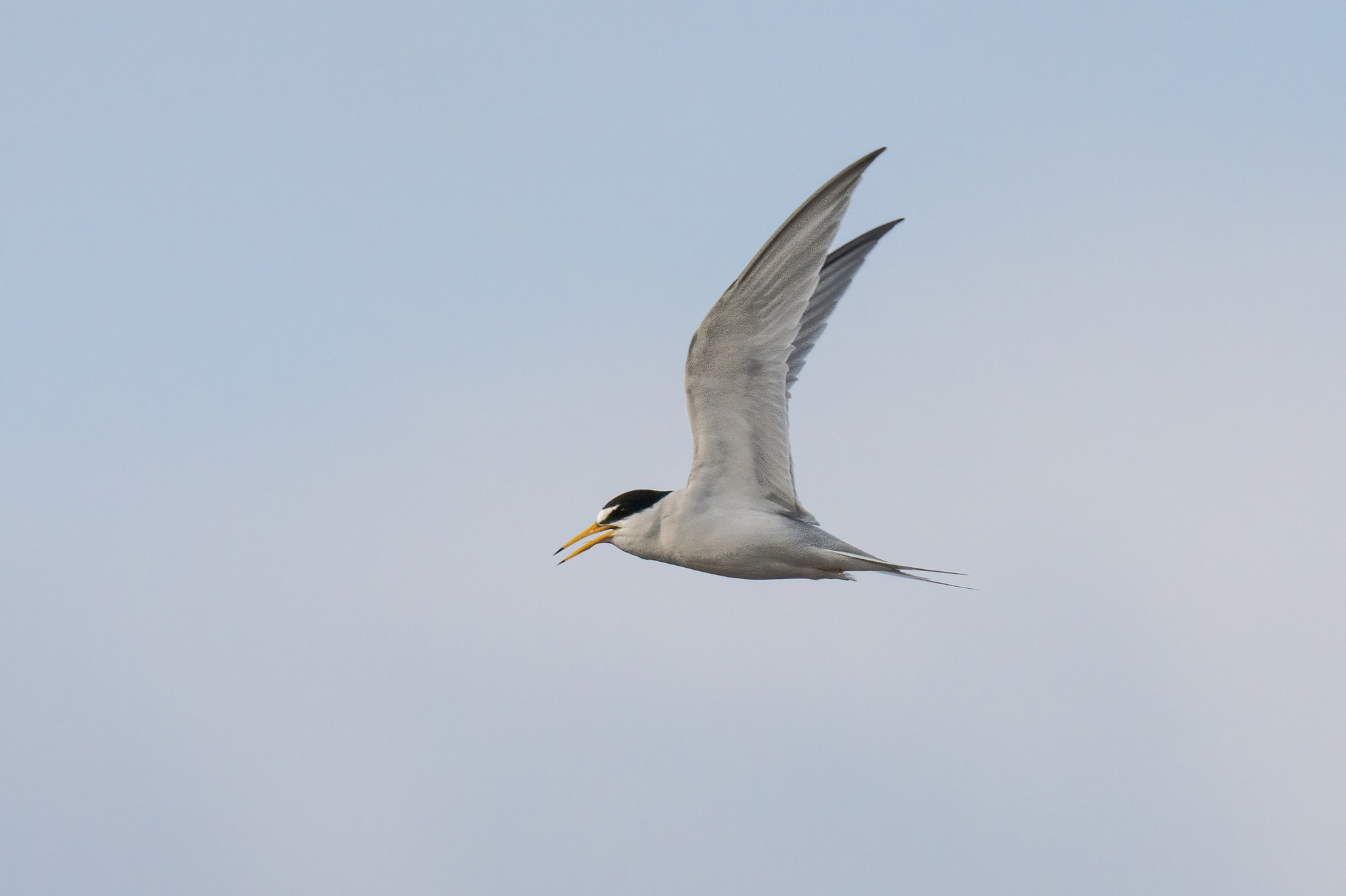 Sternula antillarum browni (Mearns, 1916)