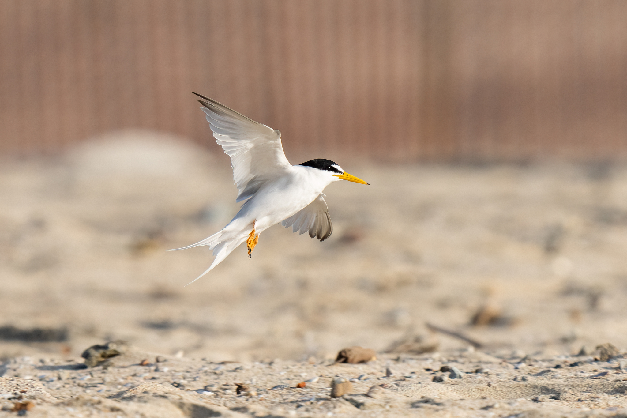 Sternula antillarum browni (Mearns, 1916)