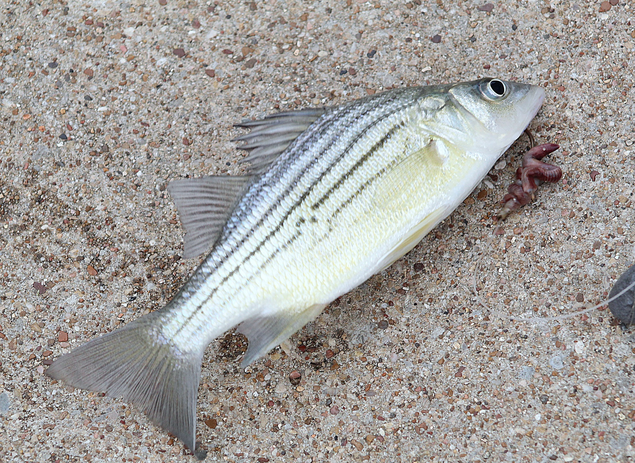 Morone mississippiensis Jordan & Eigenmann, 1887