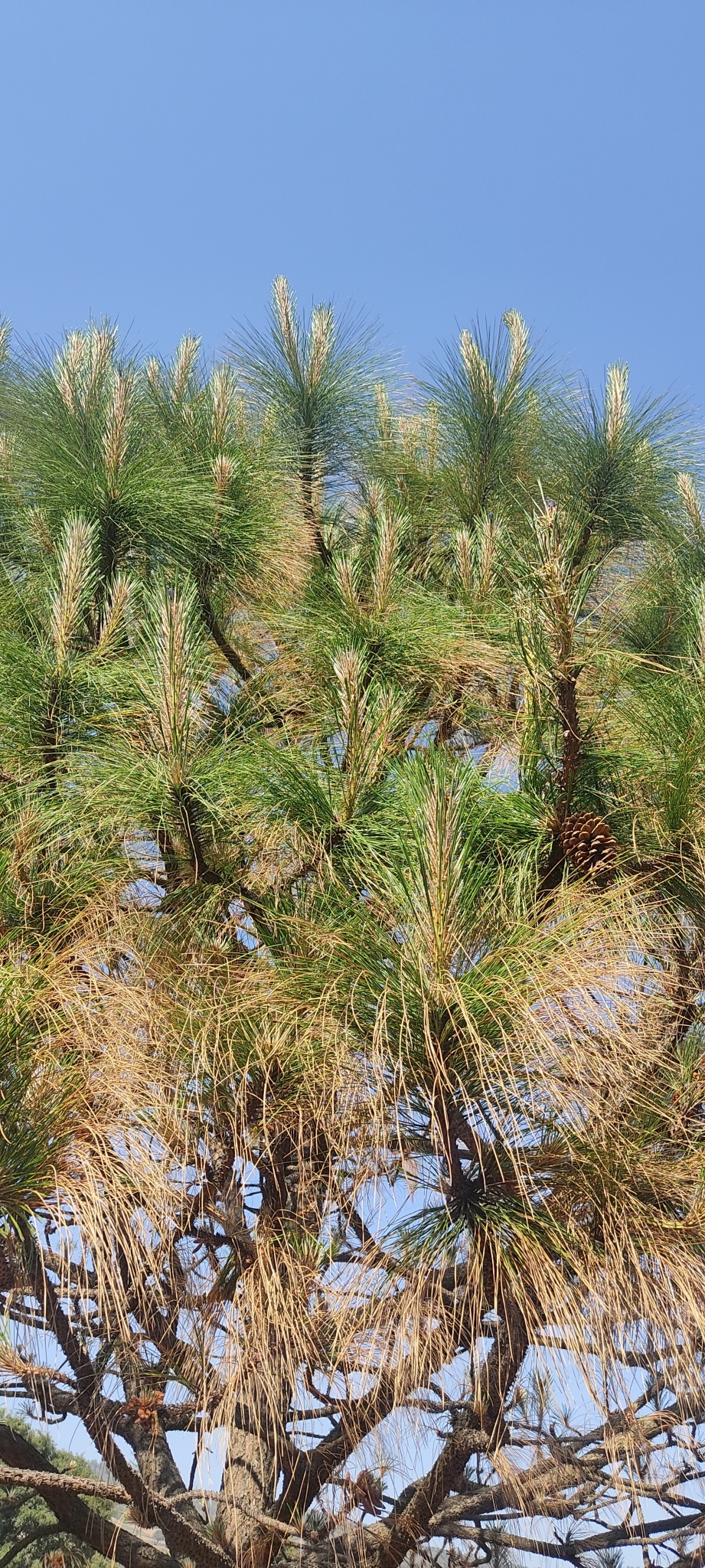 Pinus montezumae Lamb.