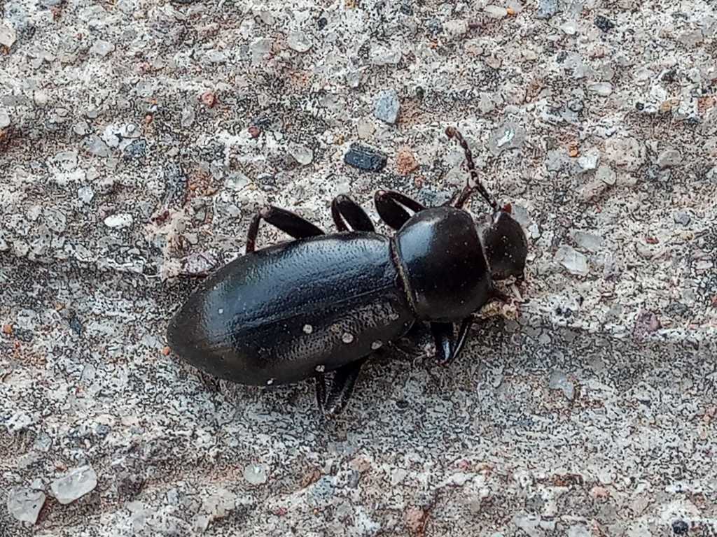 Pinacates desde Atenco, Méx., México el 04 de mayo de 2022 a las 06:06 ...