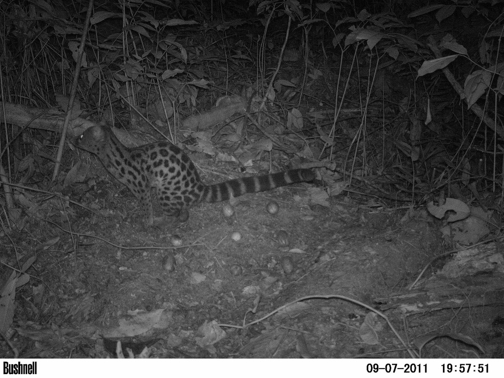 Servaline Genet from Amani Nature Reserve on September 7, 2011 at 07:57 ...