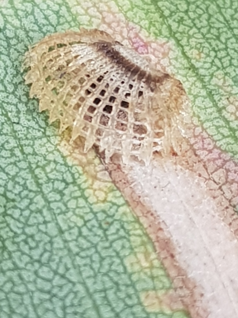 Cardiaspina fiscella from Beaconsfield Upper VIC 3808, Australia on ...