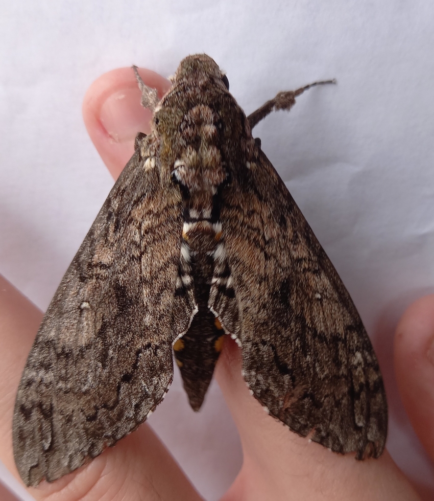 Manduca paphus from Ciudad Universitaria de Buenos Aires on April 26 ...