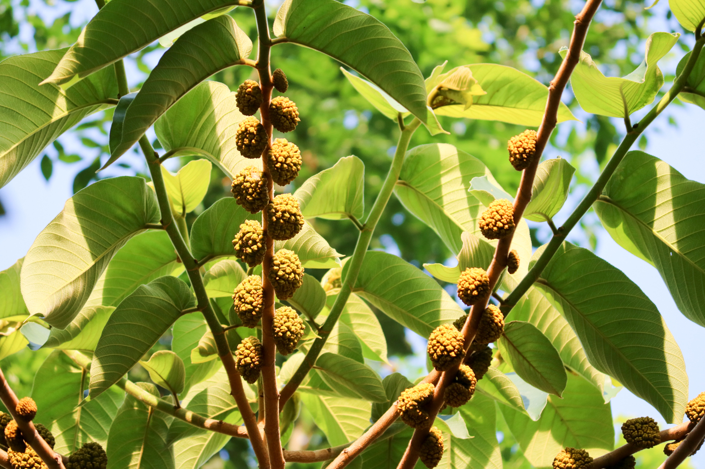 Castilla elastica Cerv.