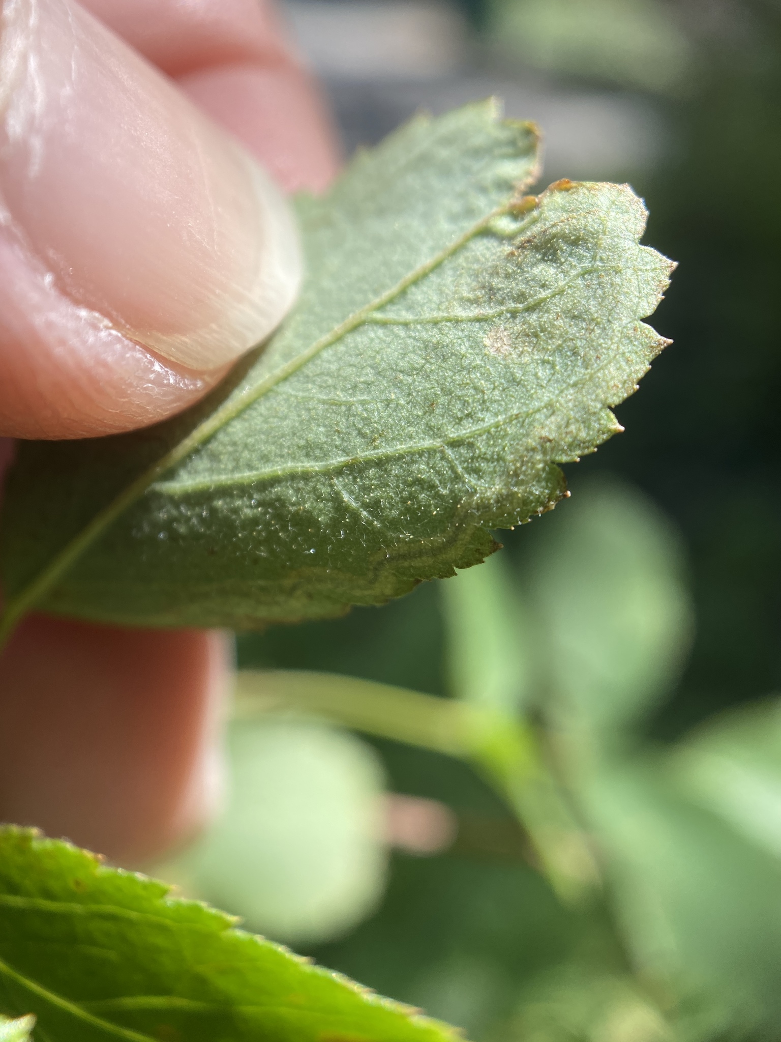 Stigmella centifoliella (Zeller, 1848) Beirne, 1945