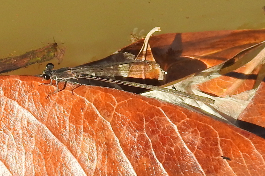 Red-tipped Shadefly from Darwin NT, Australia on July 10, 2019 at 10:29 ...