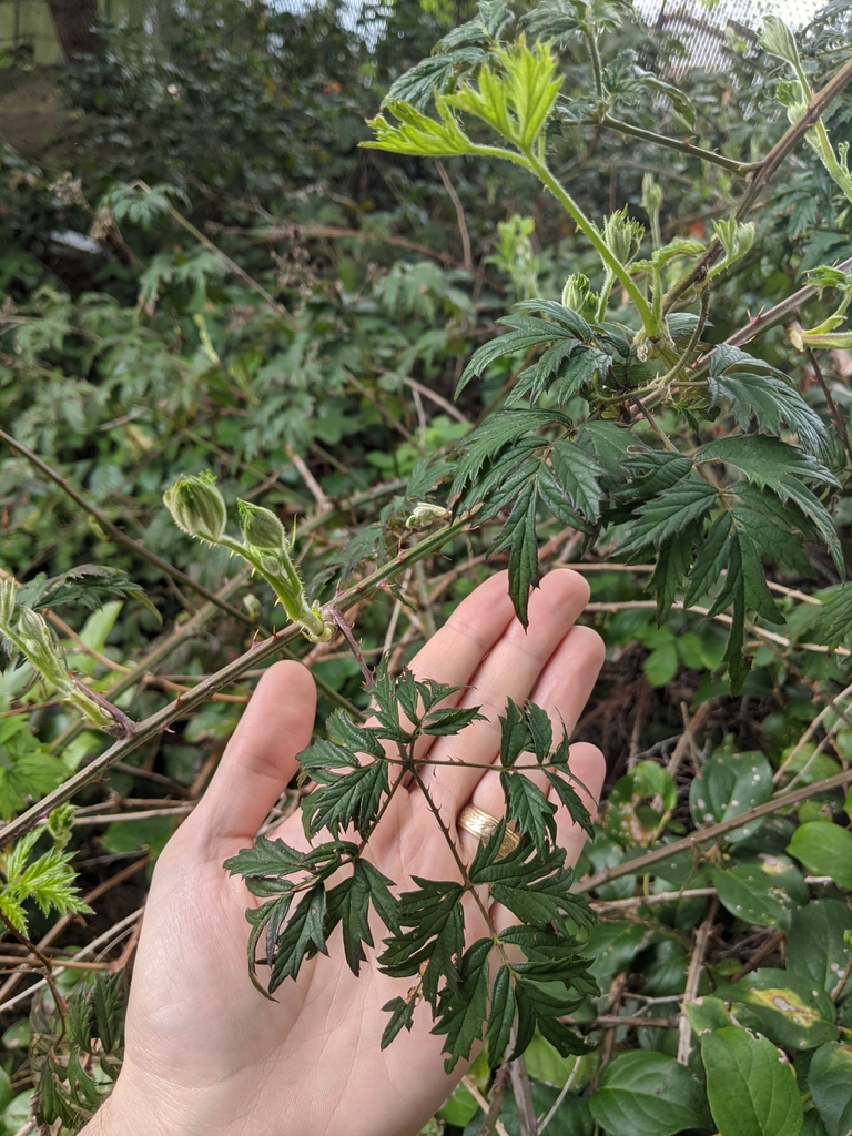 Cutleaf Blackberry from Lynnwood, WA 98037, USA on May 04, 2022 at 04: ...