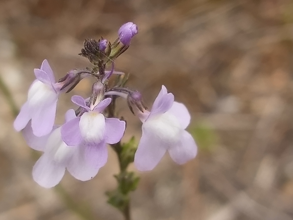 blue toadflax from Federalsburg, MD 21632, USA on May 04, 2022 at 03:17 ...