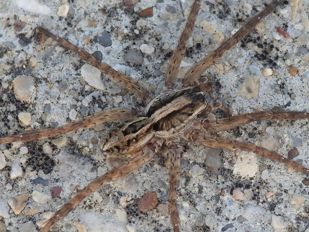lance wolf spider from Fort Worth, TX, USA on May 02, 2022 at 07:18 PM ...
