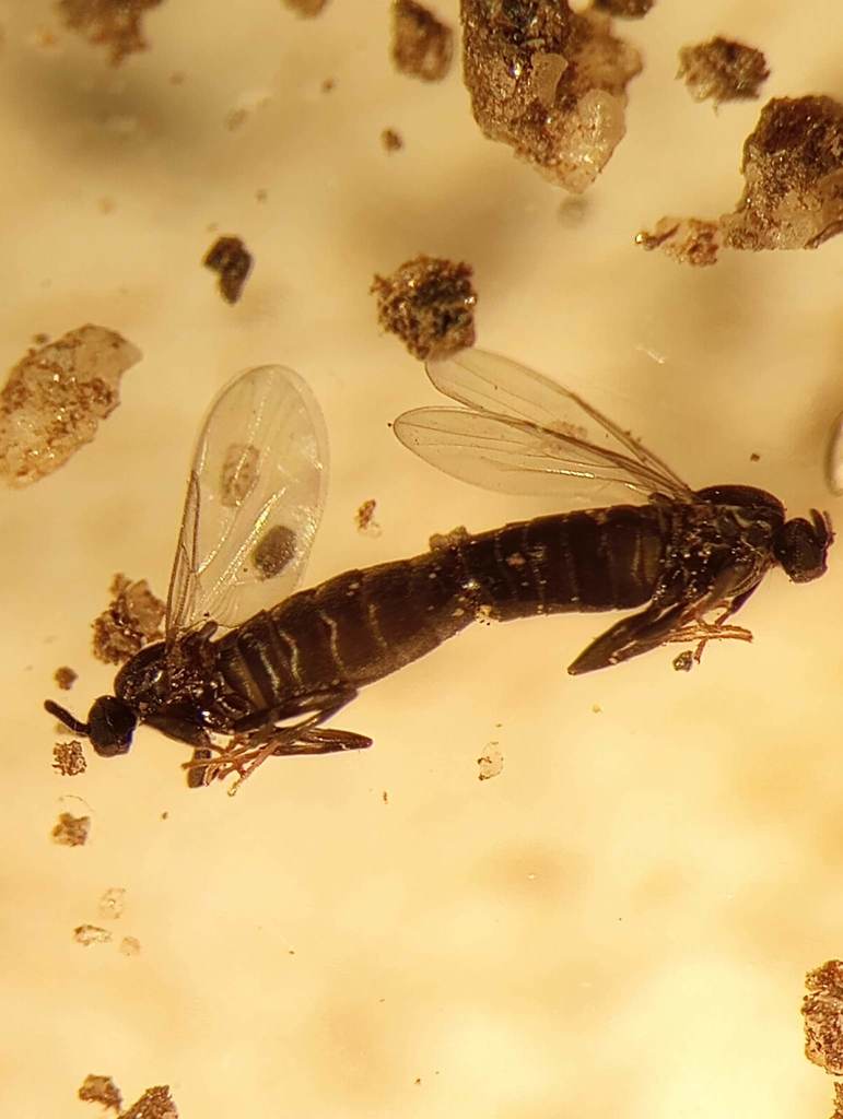 Coboldia fuscipes in May 2022 by Michele Jones · iNaturalist