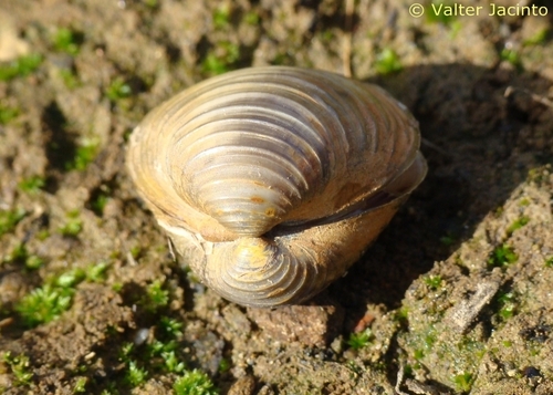 Asian Clam (Invasive Species of Texas) · iNaturalist
